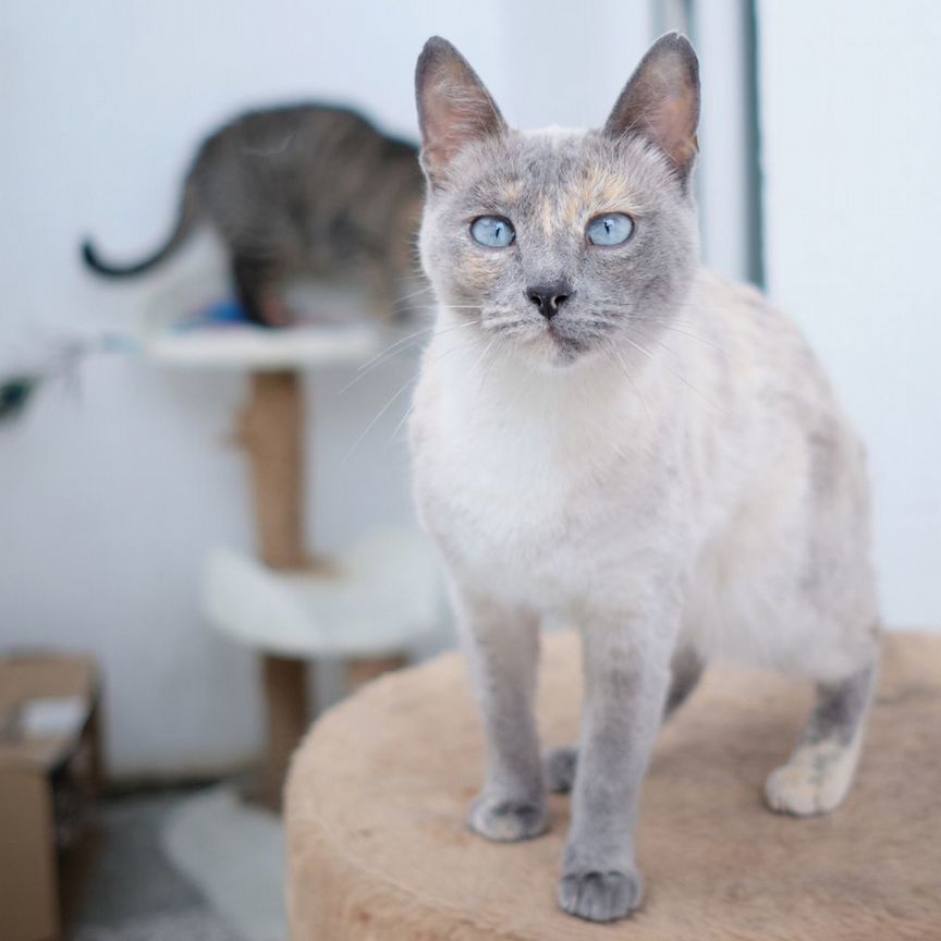 Взрослая, кошка в добрые руки