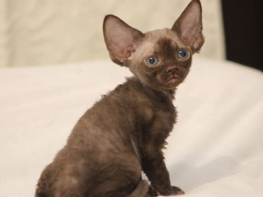 Девон-рекс шоколадный мальчик