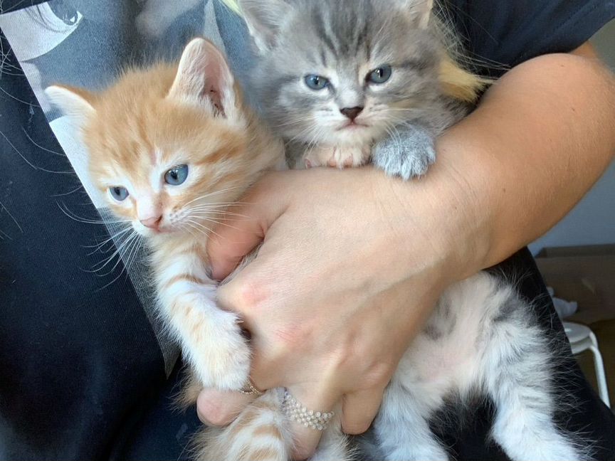 Котята бесплатно