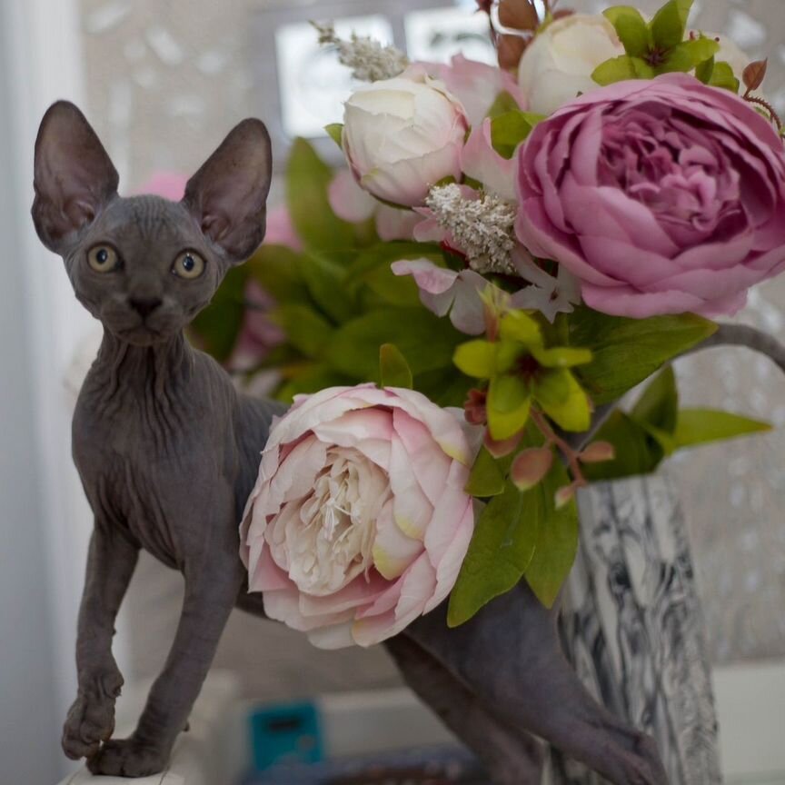 Канадский сфинкс котёнок