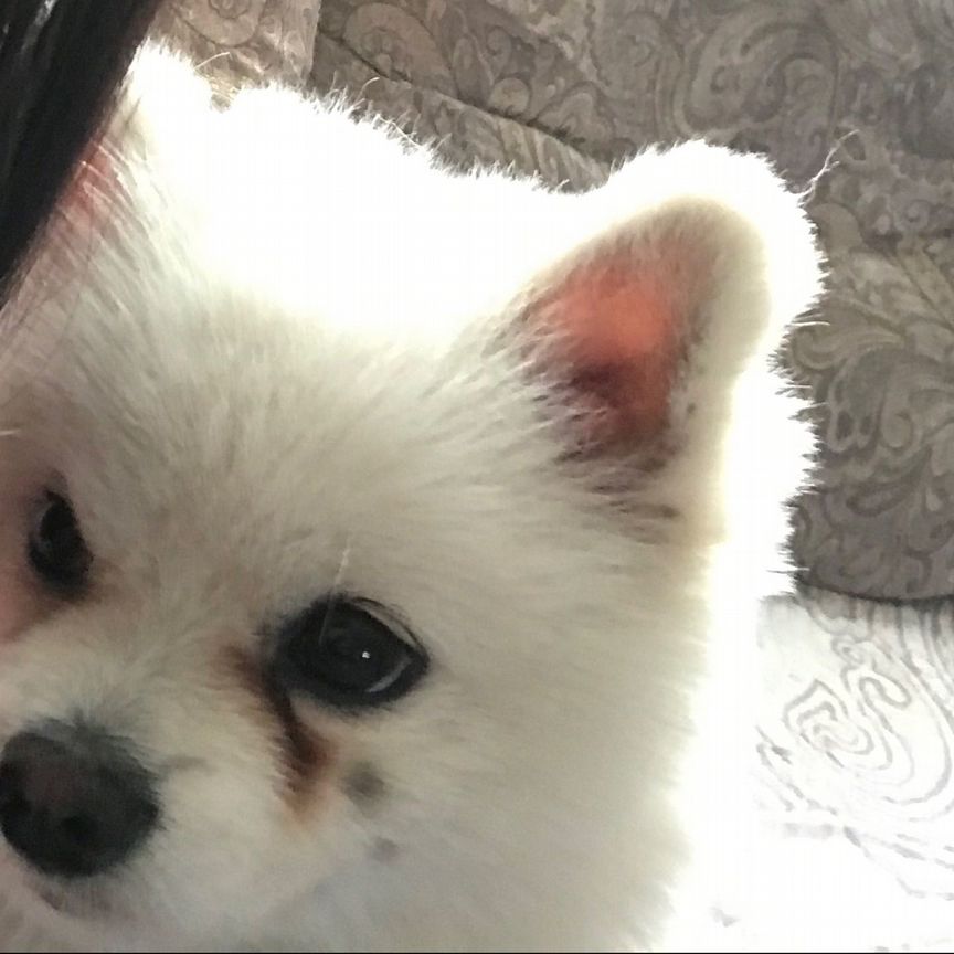 Вязка немецкий шпиц