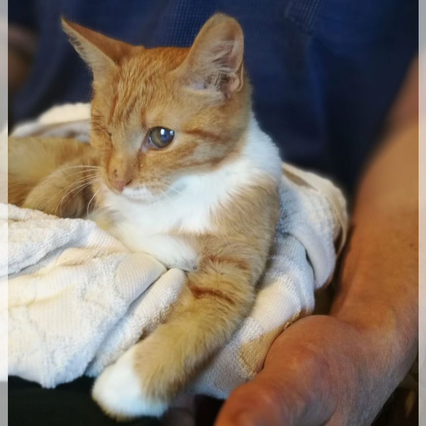 Которебенок бесплатно