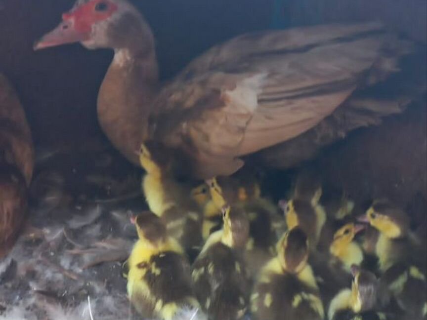 Мускусные утки