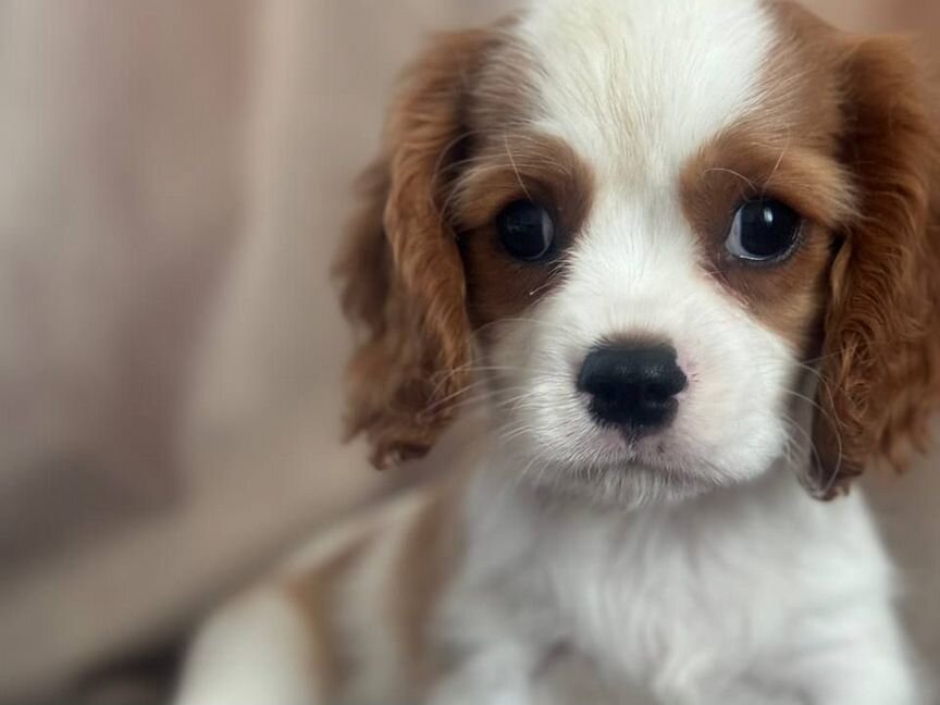 Кавалер Кинг чарльз спаниель