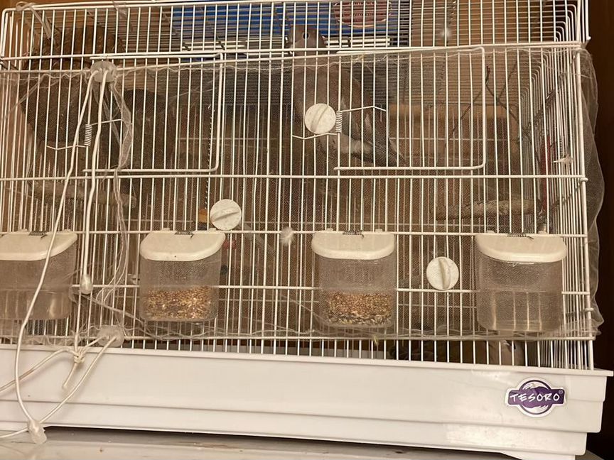 Горлицы пара