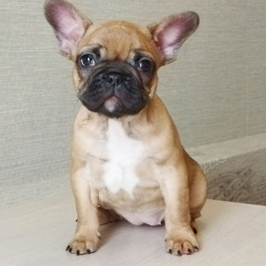 Французский бульдог, щенок