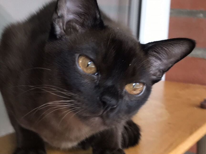 Бурманская