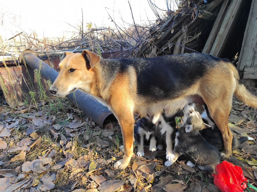 Найдена собака русская гончая