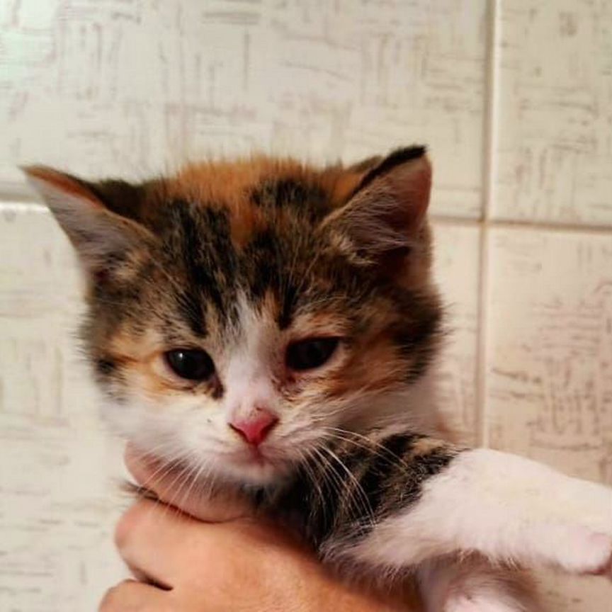 Нежная Роза в дар