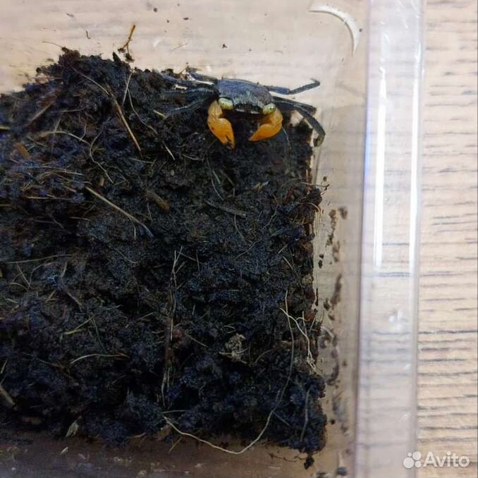 Краб вампир