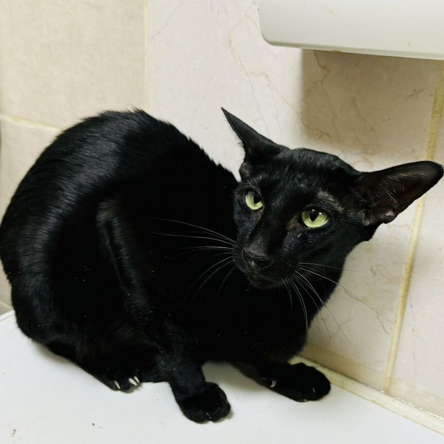 Ориентальная