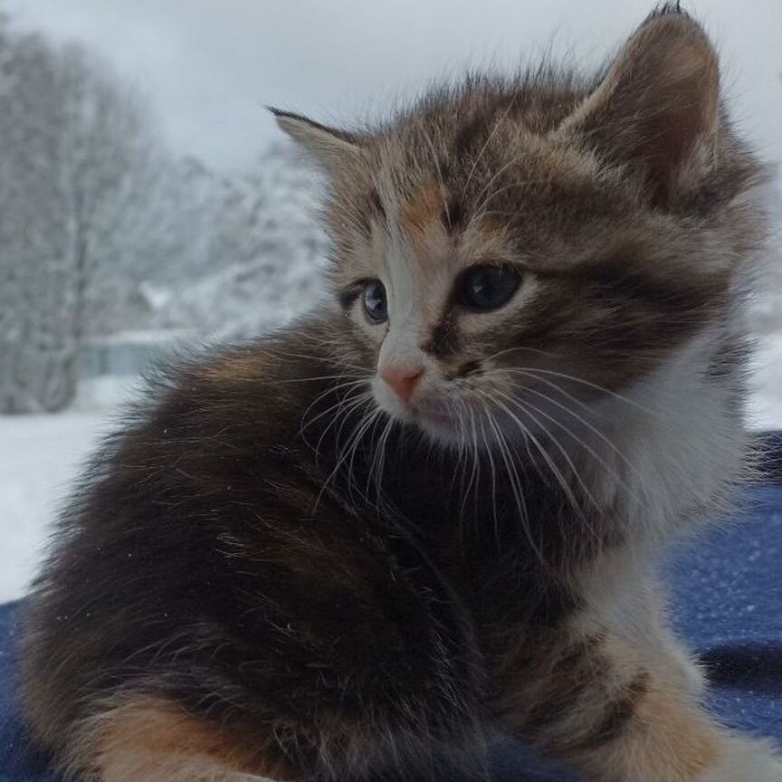 Кошечка Бусинка