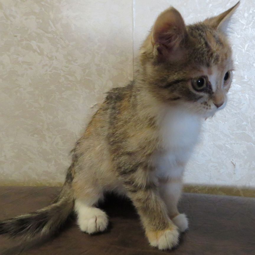 Трехцветная кошечка