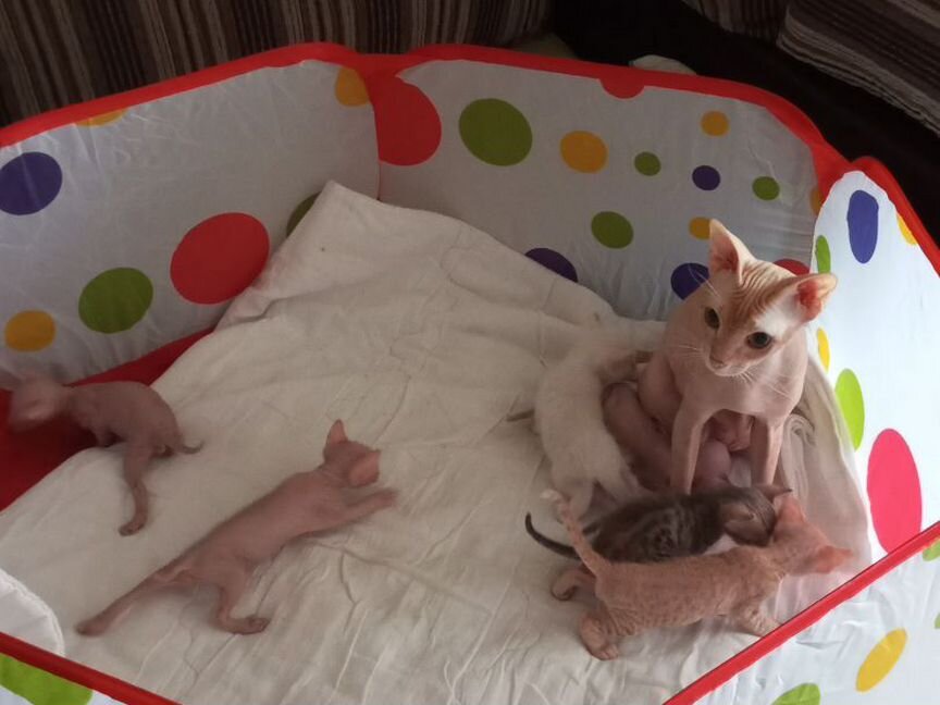 Котята сфинкс