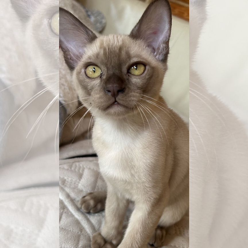 Бурма мальчик