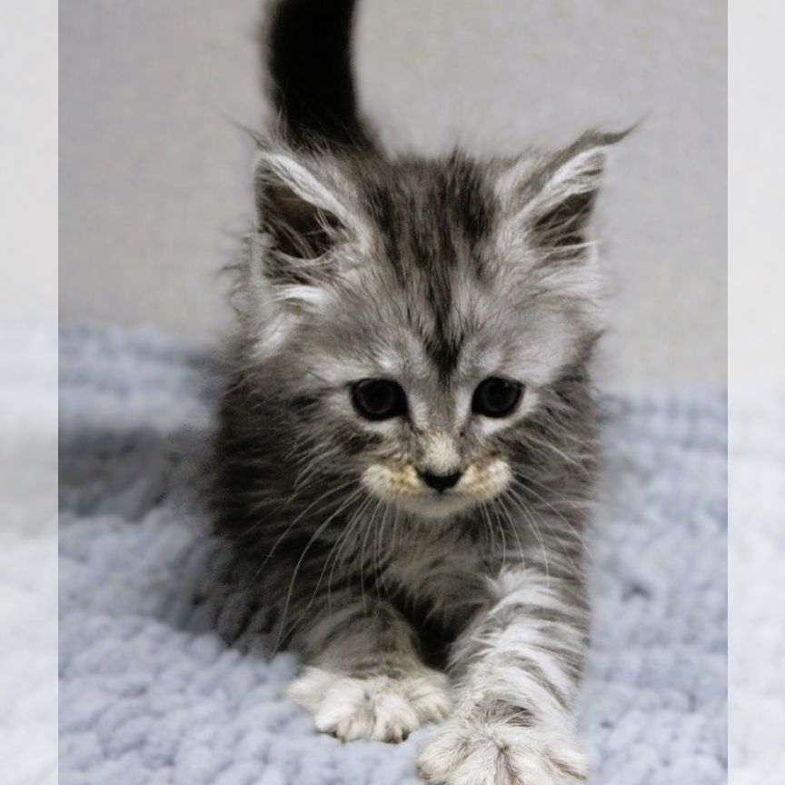 Мейн-кун котёнок