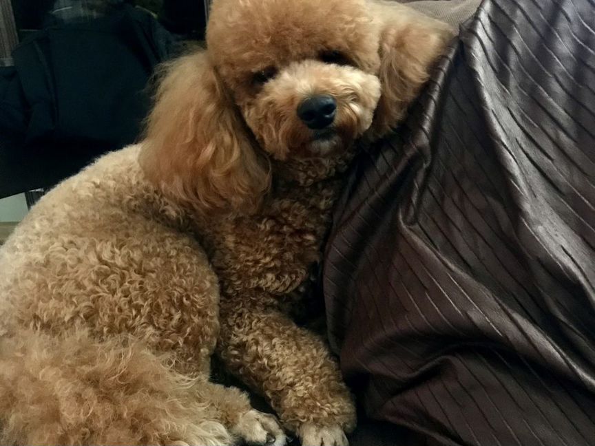 Карликовый пудель, ищет подружку, нам 1год 10 м