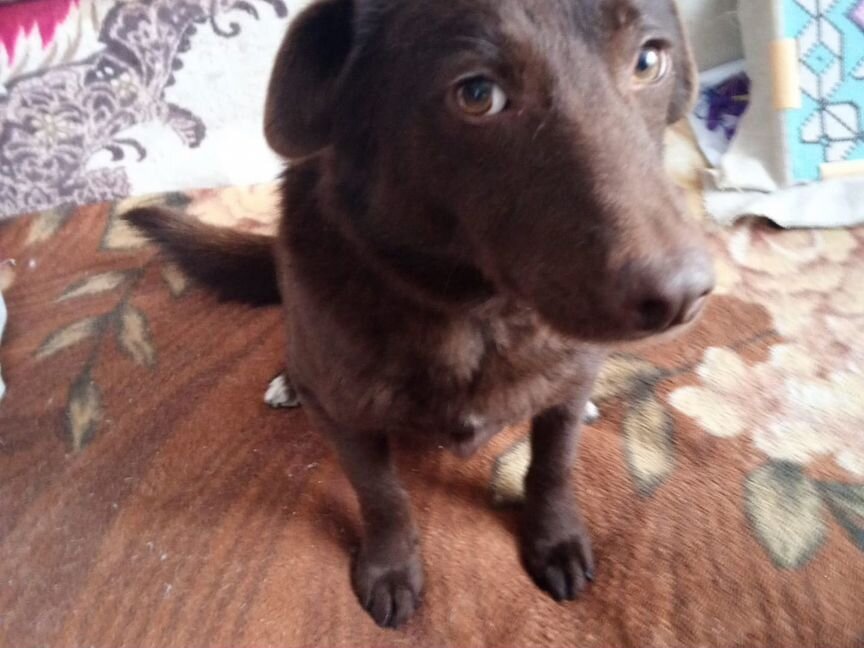 Пристраивается в добрые руки