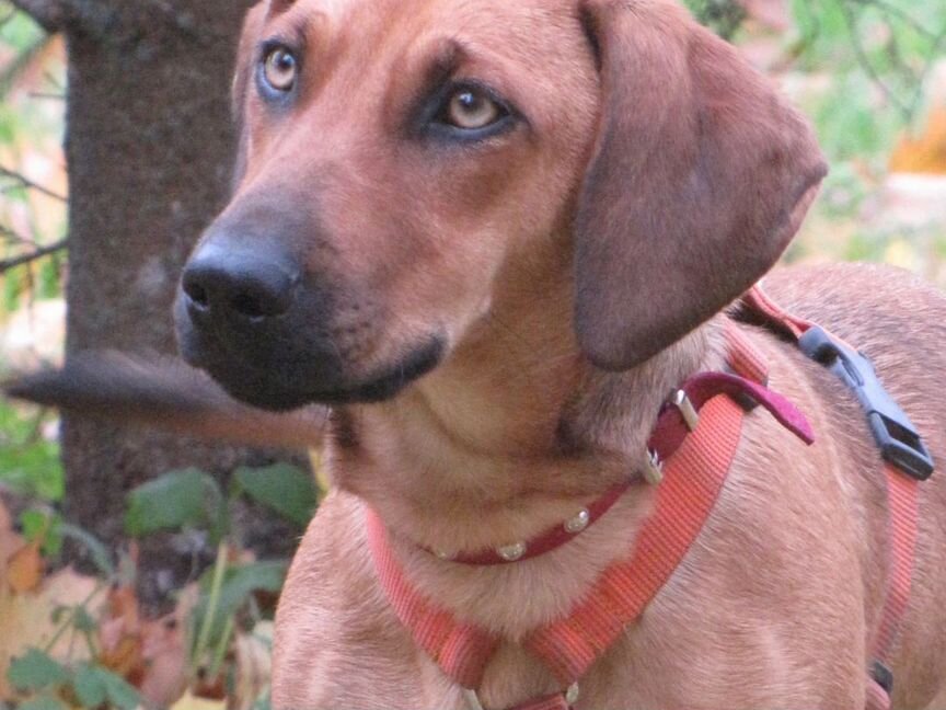 Маленькая собачка Дина, метис таксы / приют