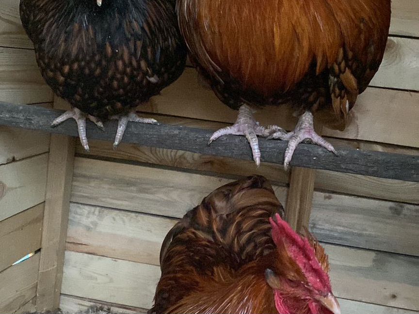 Продам семью кур