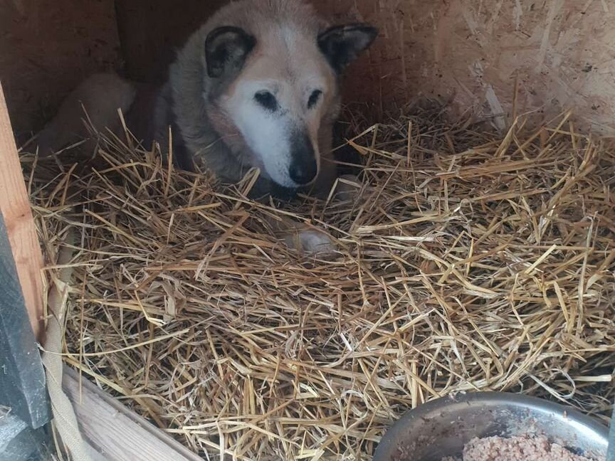 Собака в добрые руки