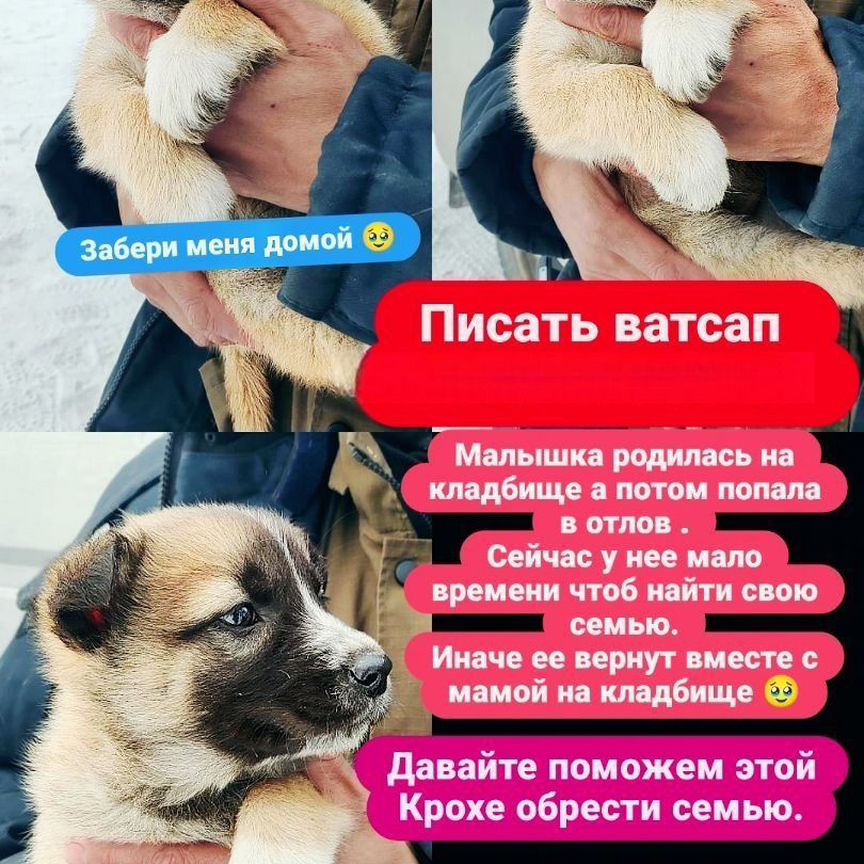 Щенок в отлове девочка ищем хорошую семью