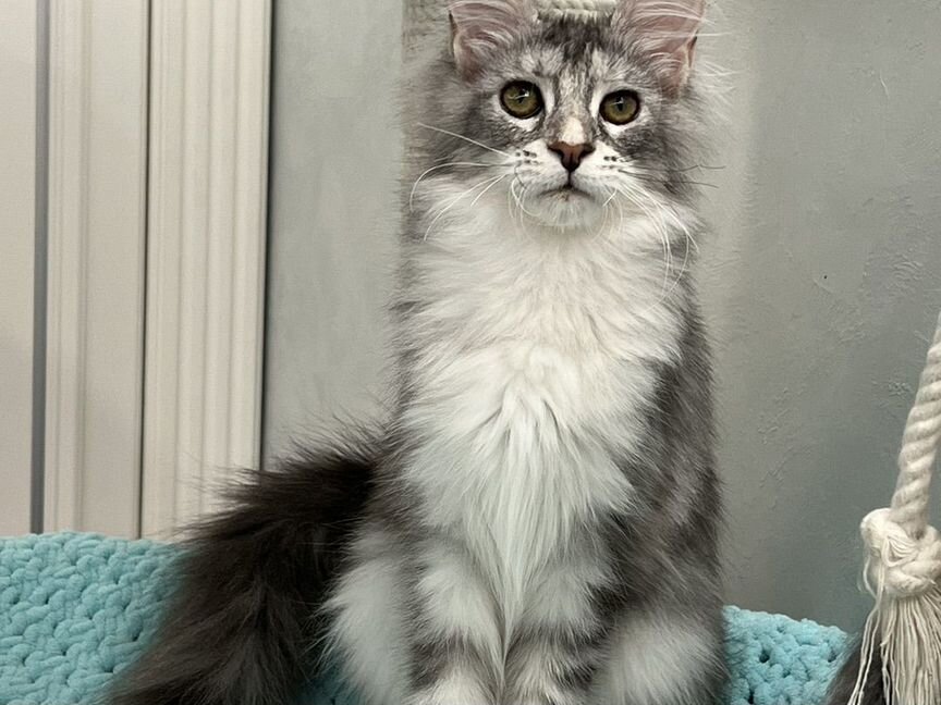 Котенок мейнкун (кошечка)