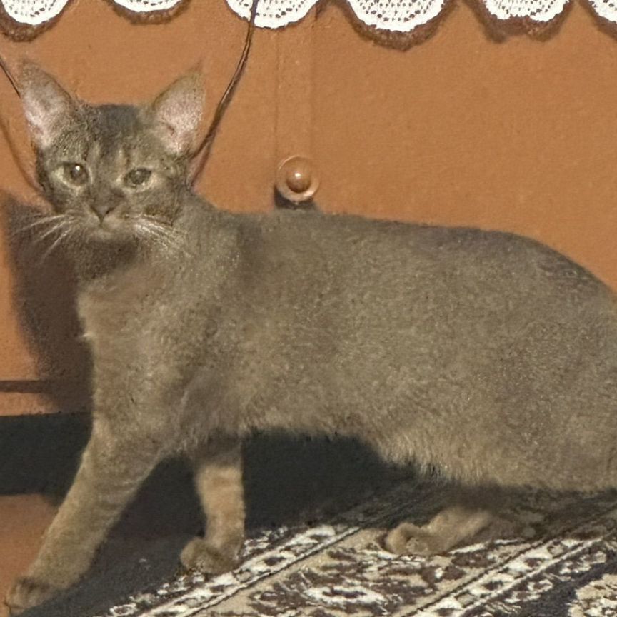 Абиссинский котёнок