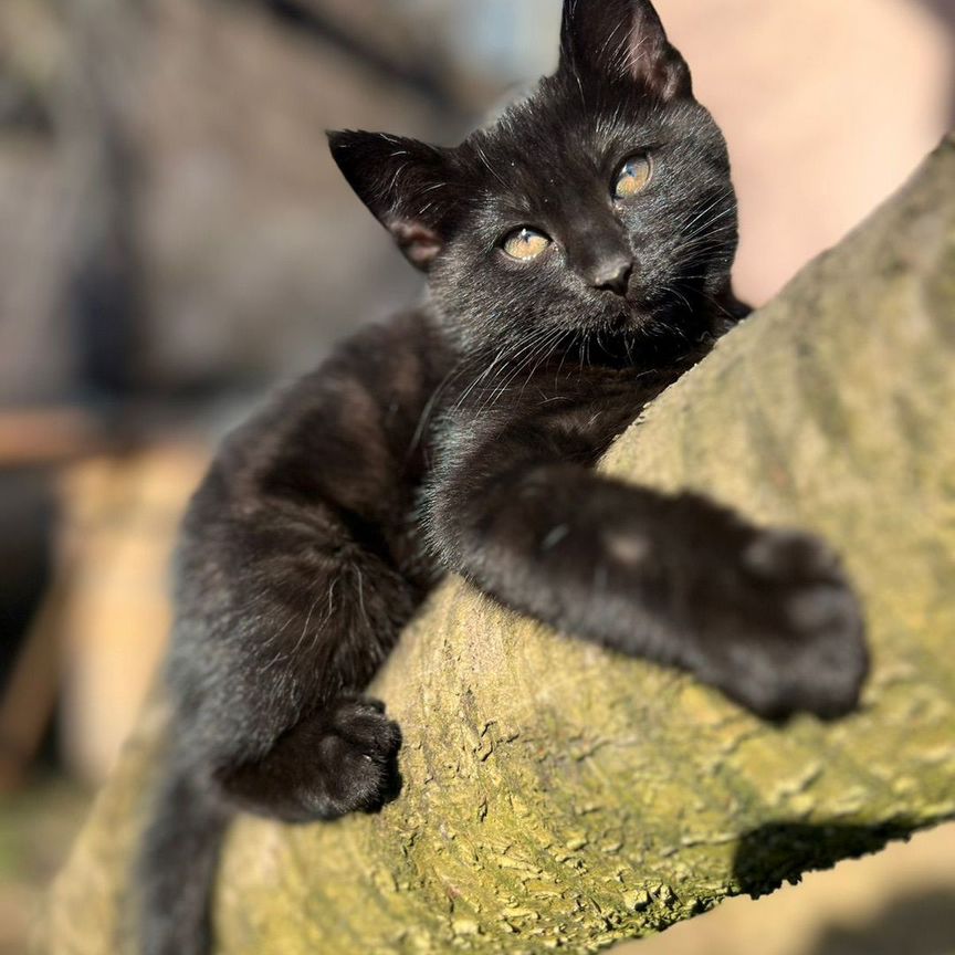 Кошка в любящие руки