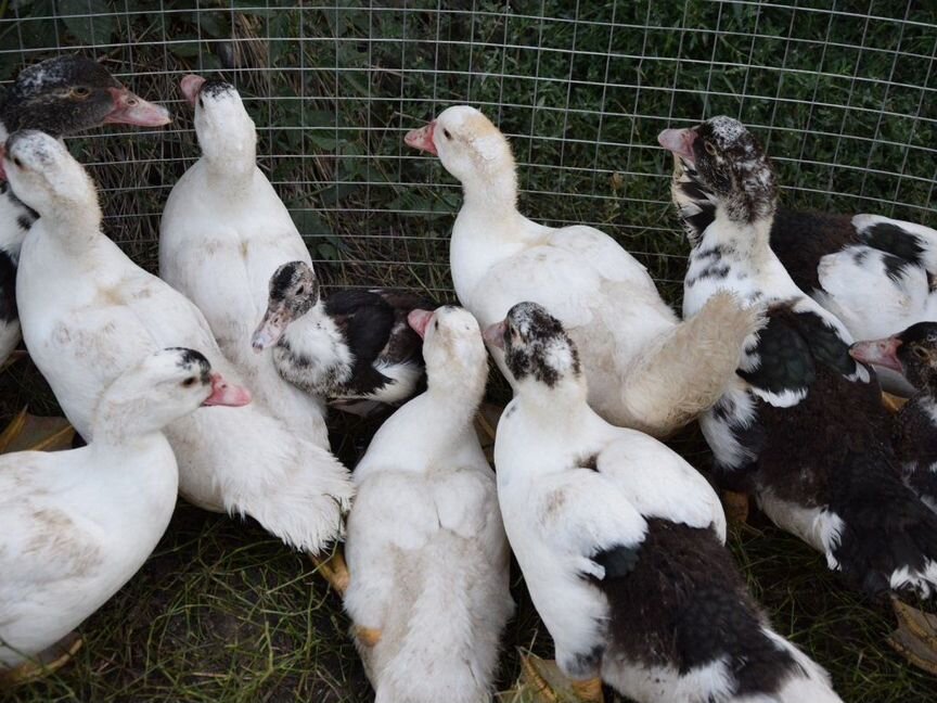 Муларды подрощенные