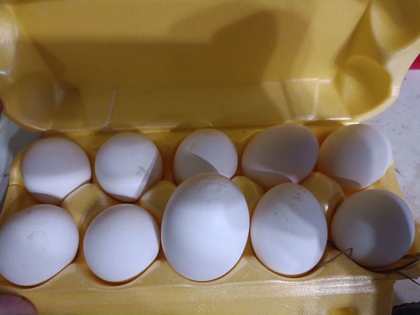 Продам семью кур Легорн