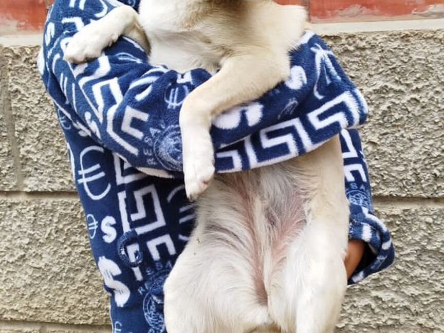 Отдам маленькую собачку