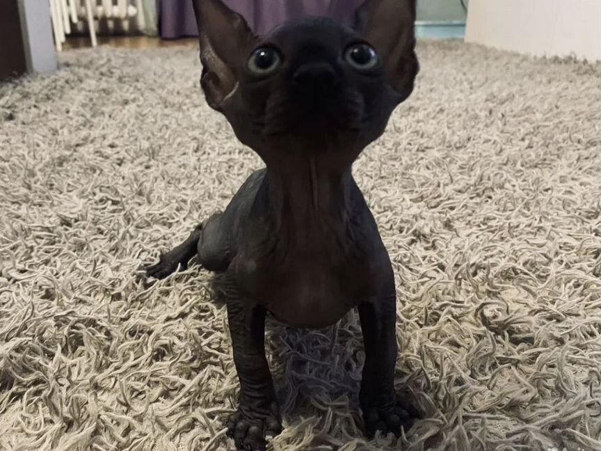 Кошка сфинкс, когтеточка