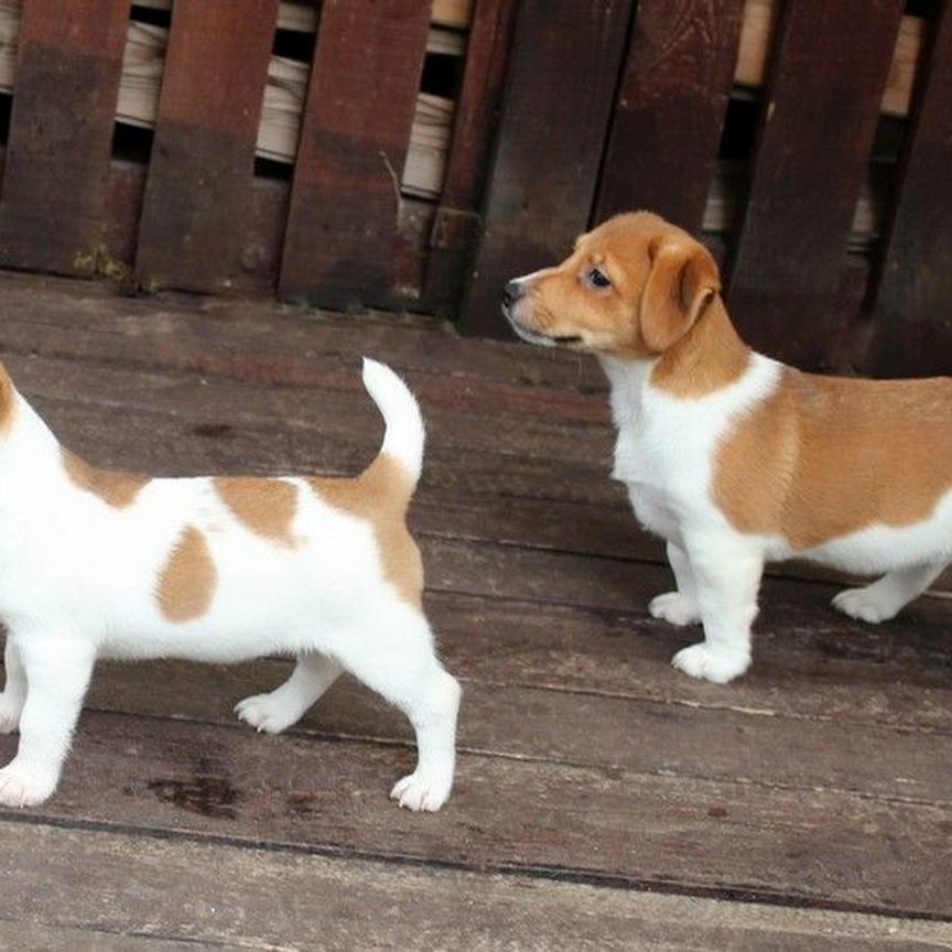 Джек Рассел терьер,породные девочки с документами