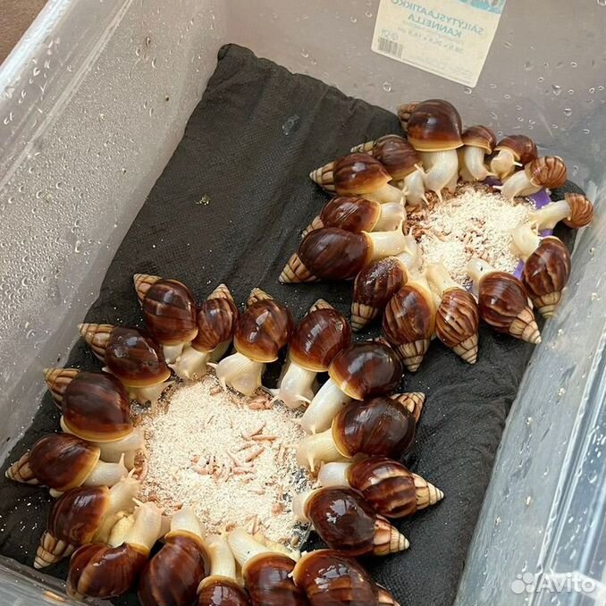 Улитки ахатины альбиносы