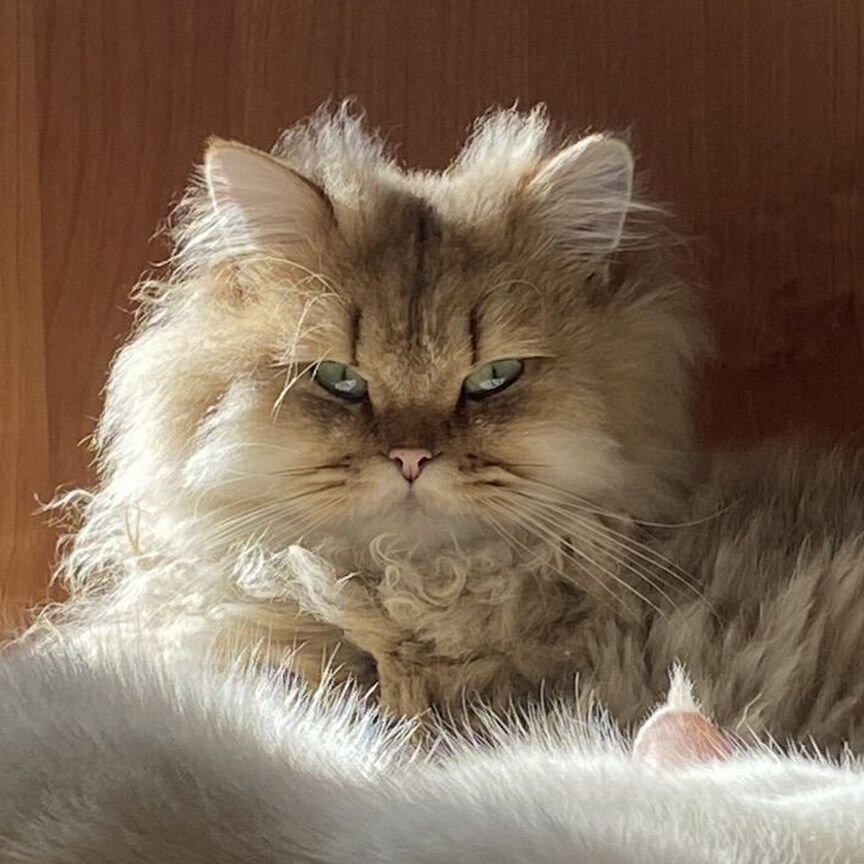 Взрослая, кошка в добрые руки