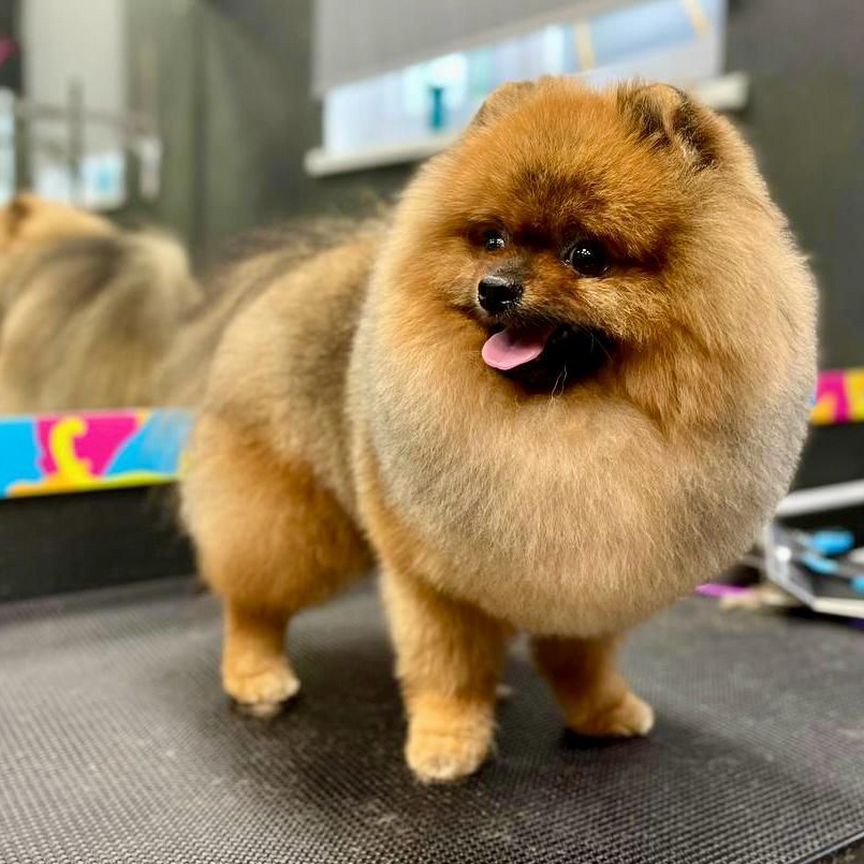 Померанский шпиц вязка кобель возраст 1 г. и 2 мес