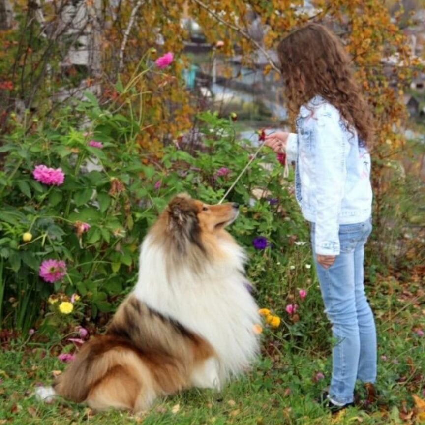 Щенки колли