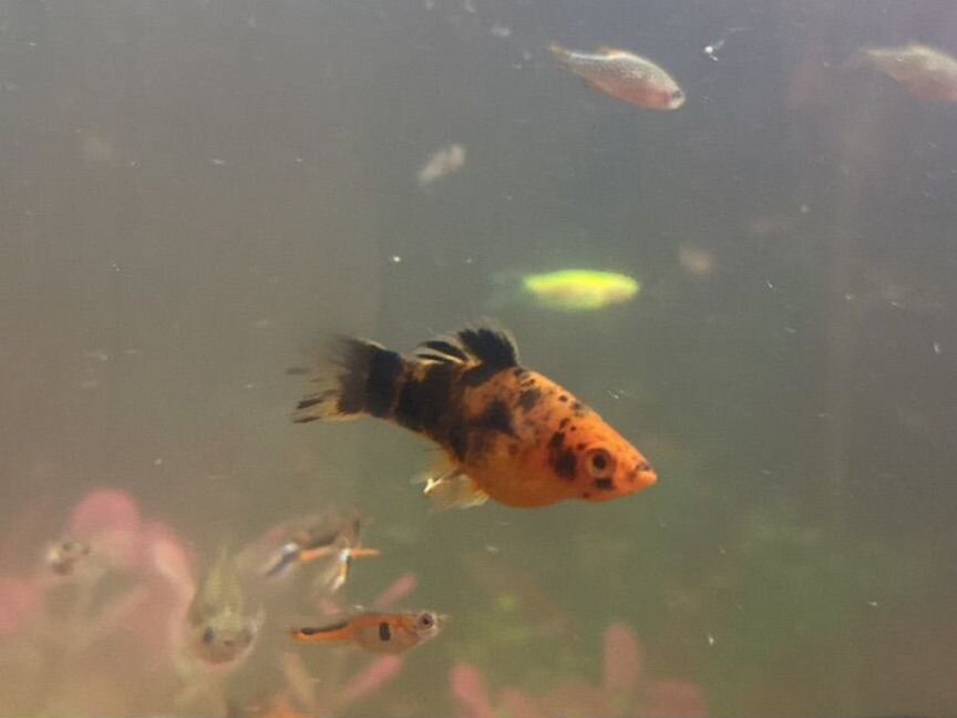 Аквариумные рыбы