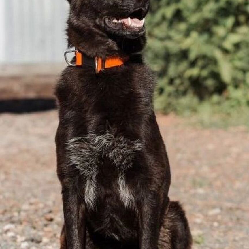 Собака в добрые руки отдам бесплатно