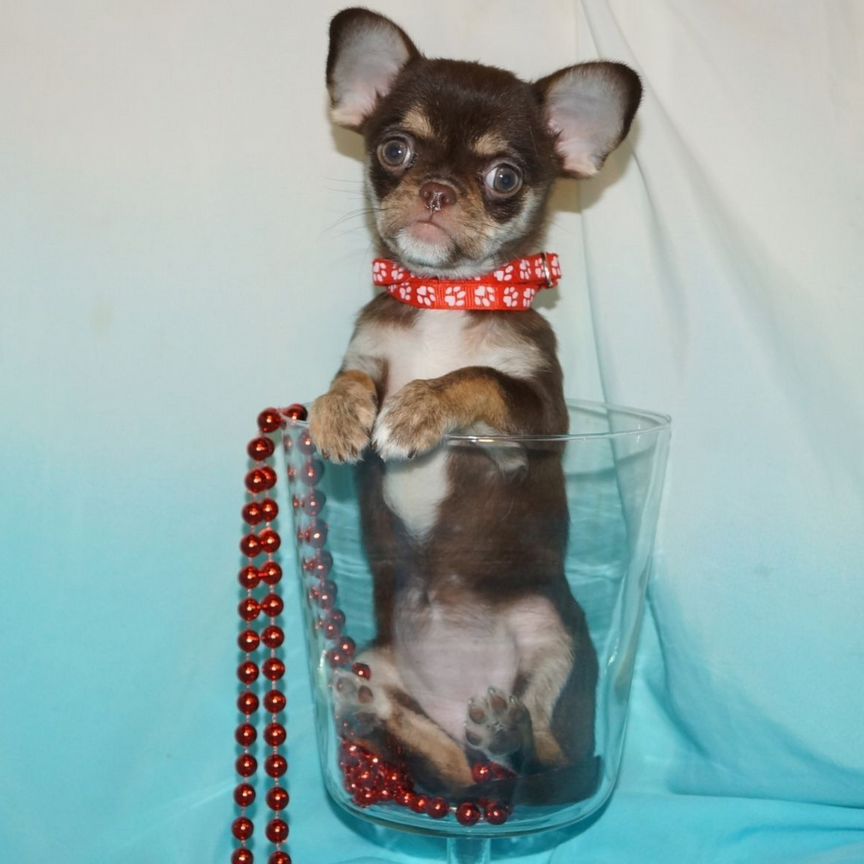 Чихуахуа, щенок