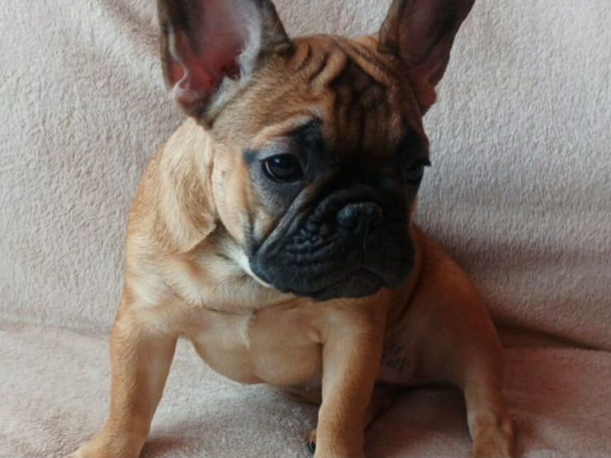 Французский бульдог красная девочка