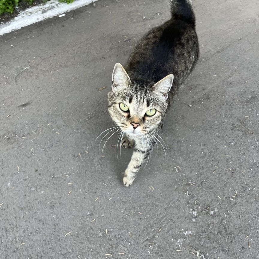 Найден кот