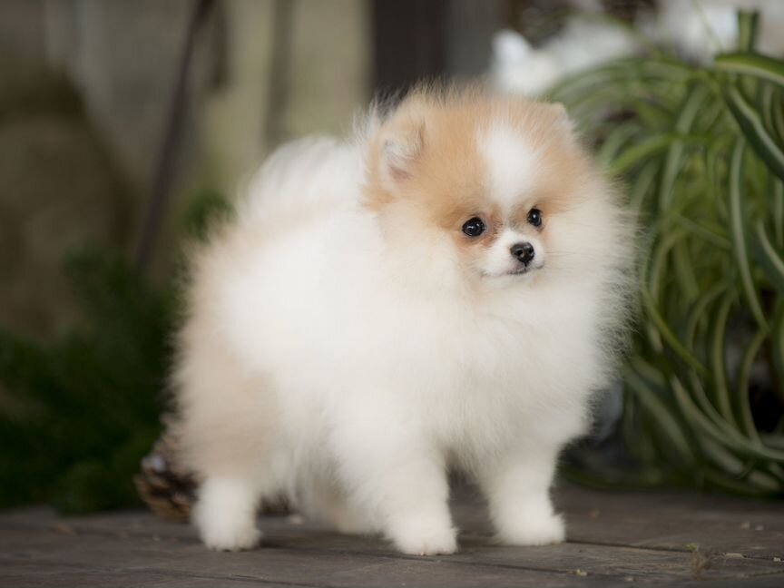 Щенок померанского шпица 3 месяца Кобель