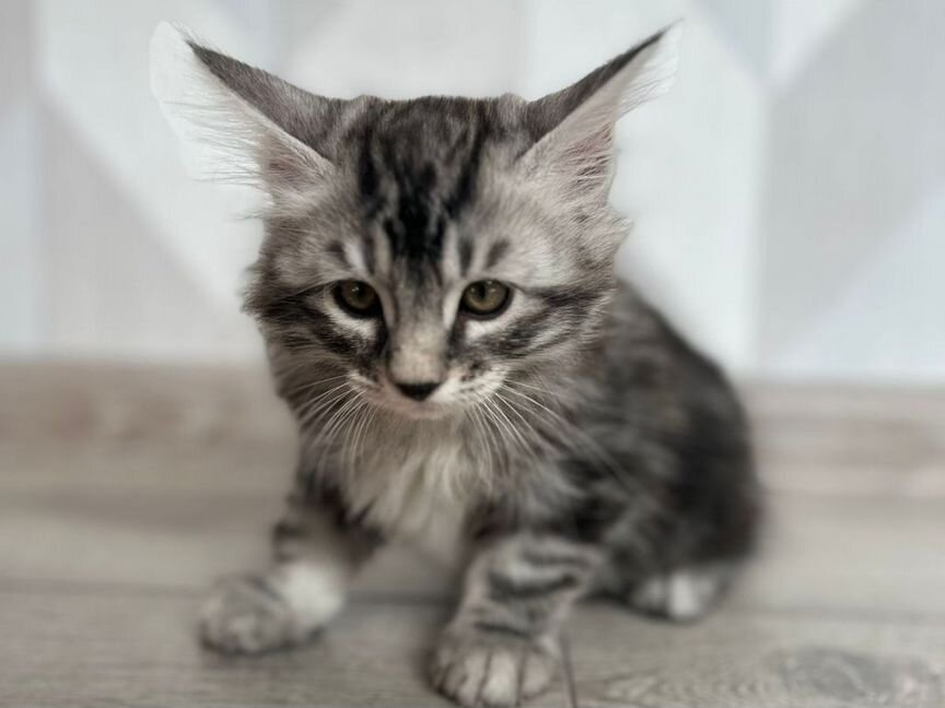 Курильский бобтейл