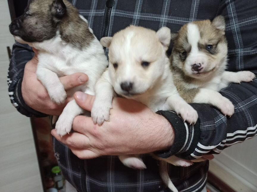 Щенки хаски(сибирская ездовая)