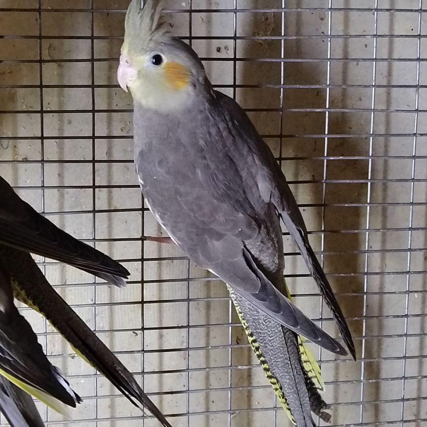 Птенец корелла