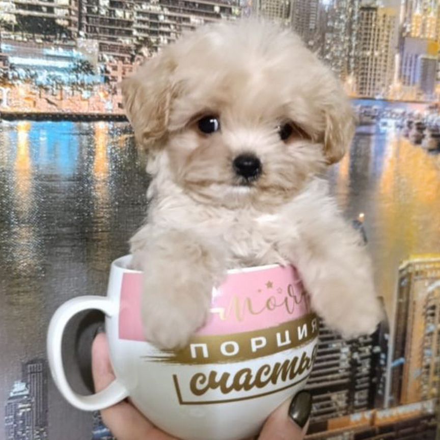 Мальтипу, щенок