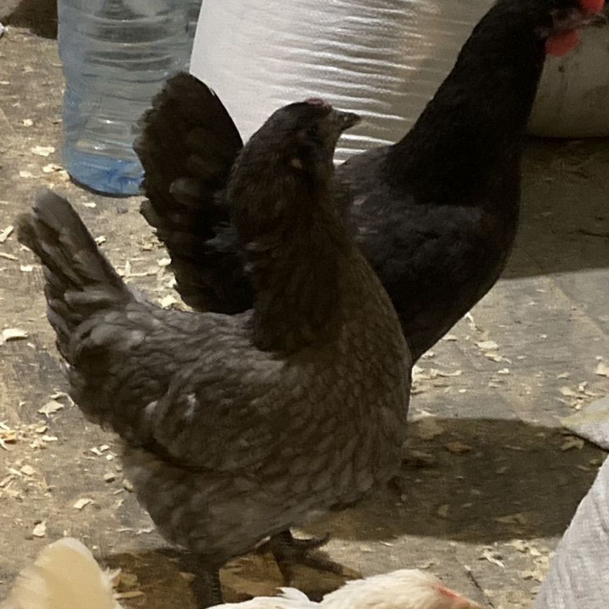 Курочки несушки домашние