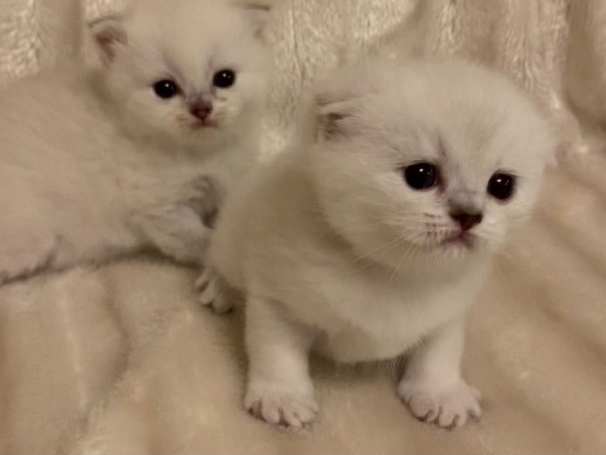 Шотландские котята